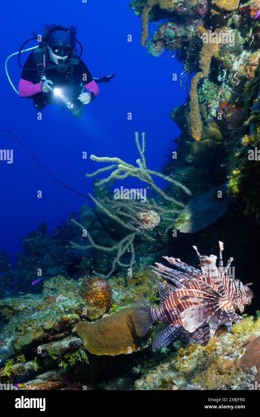 A young female scuba diver has spotted an invasive lionfish on Bloody ...