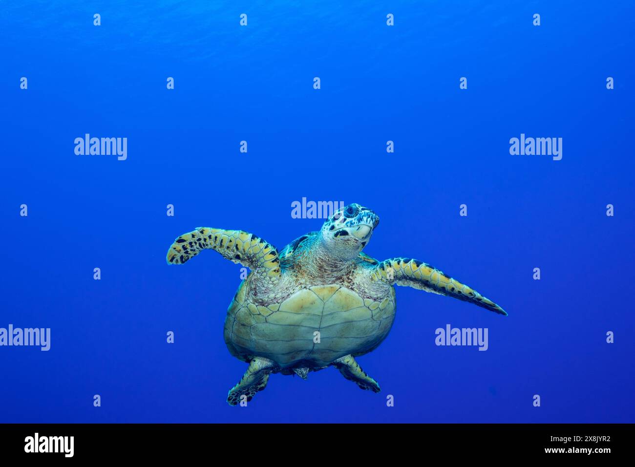 A hawksbill turtle out in the wide open ocean with nothing but tropical ...