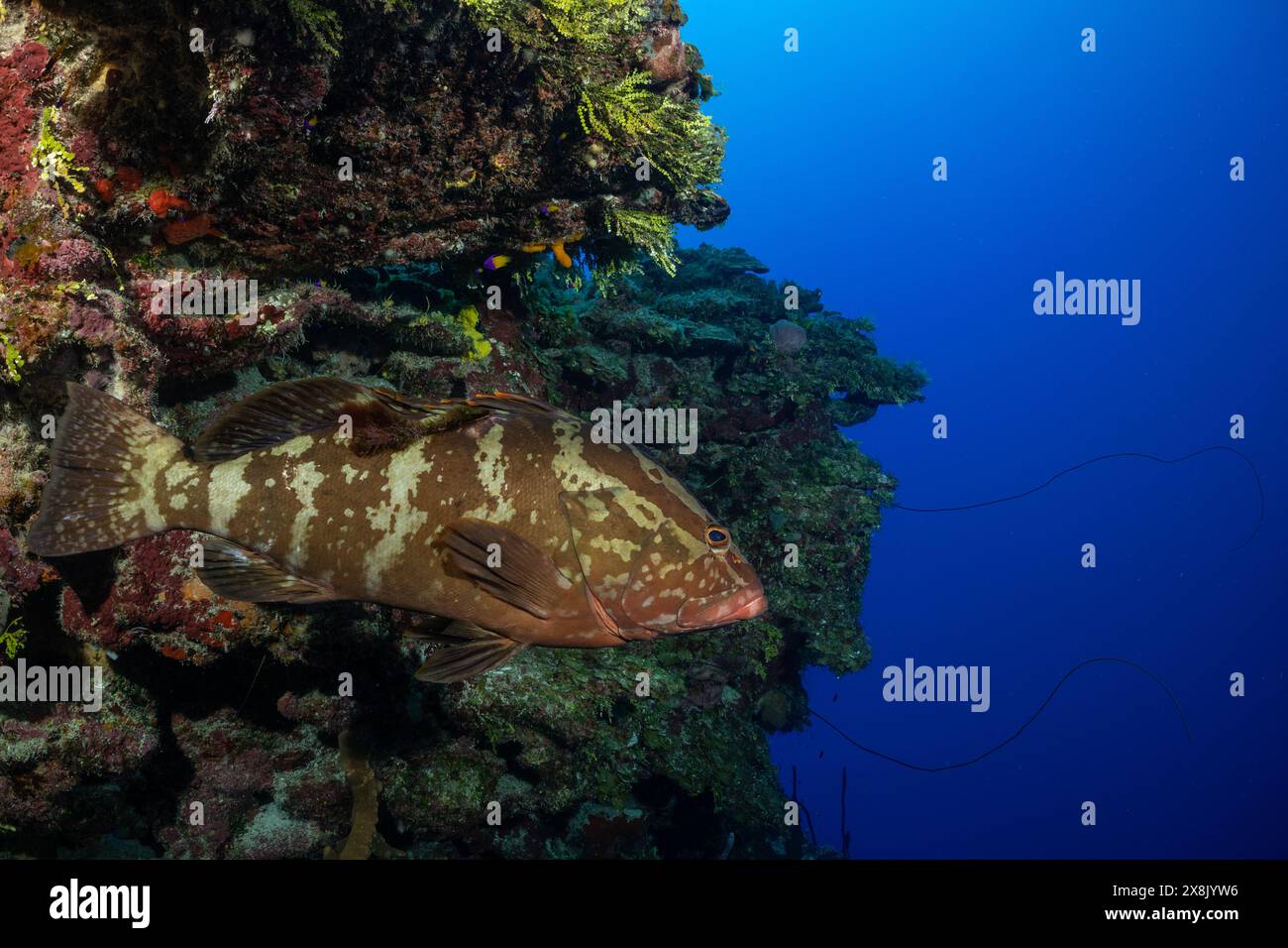 A classic shot of a Nassau grouper fish within the perfectly vertical ...
