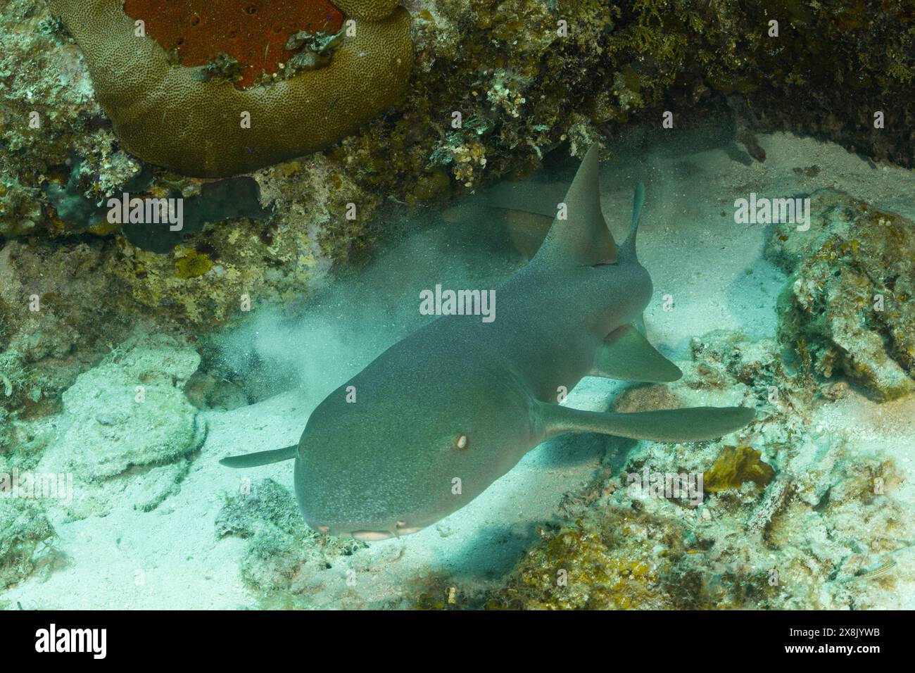 A nurse shark relaxes on the sandy floor aside the beginning of a coral ...