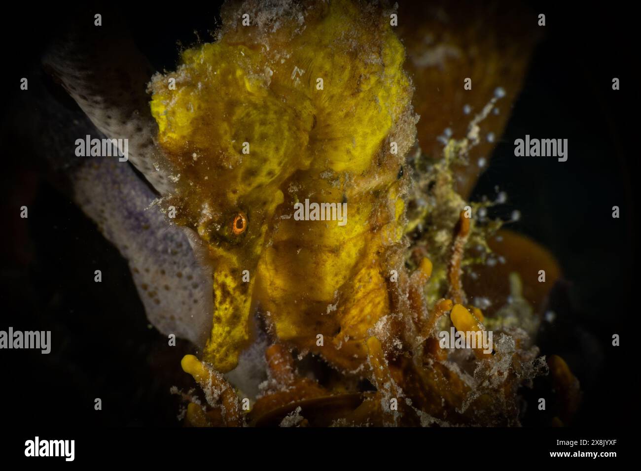 A cute yellow seahorse that has attached itself to the reef using its ...