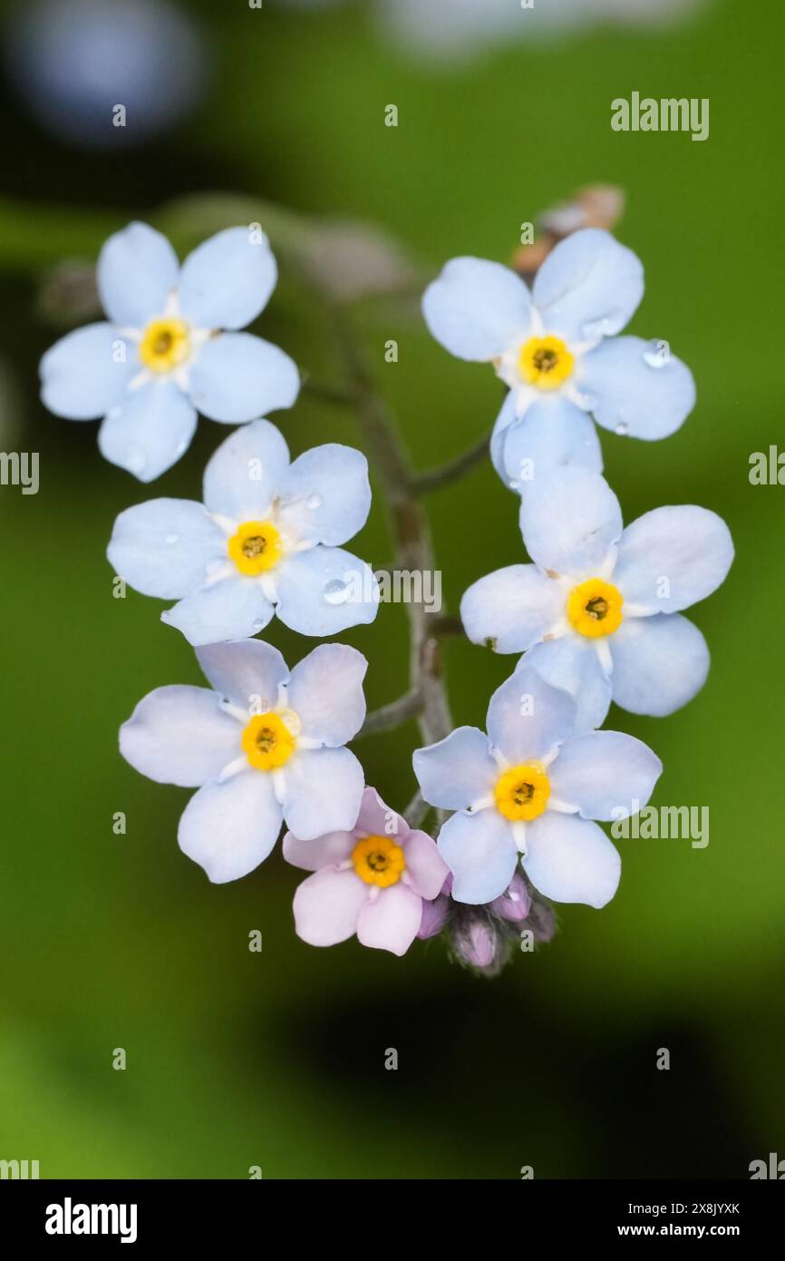 Natural vertical closeup on a fragile looking forget-me-not wildflower ...