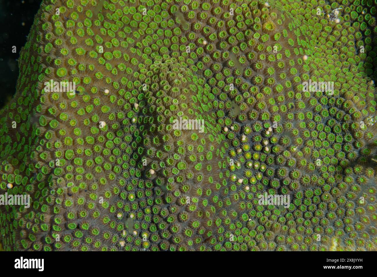 The climax of the annual release of coral spawn into the water column ...
