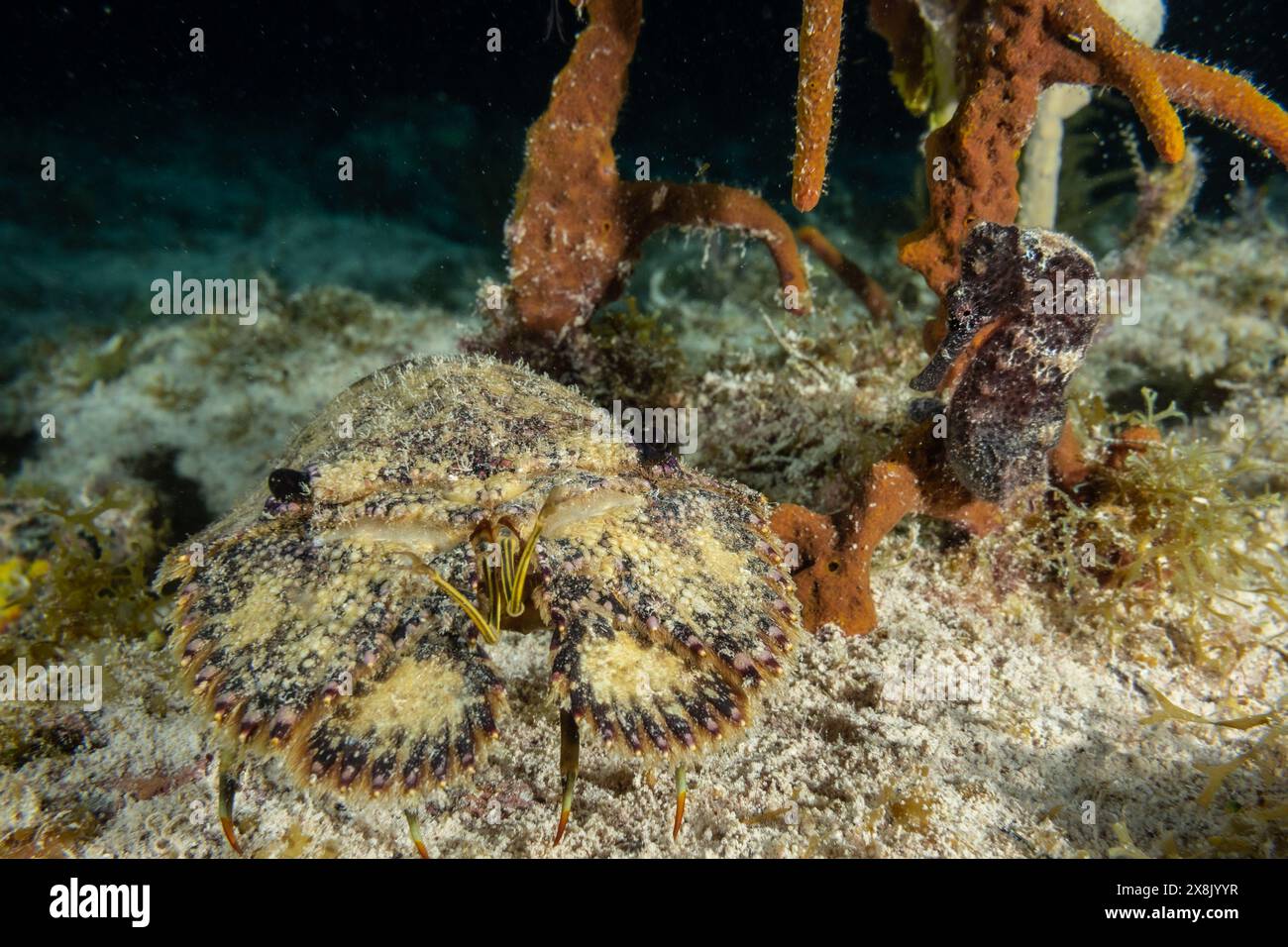 An interesting underwater gathering where a slipper lobster has bumped ...