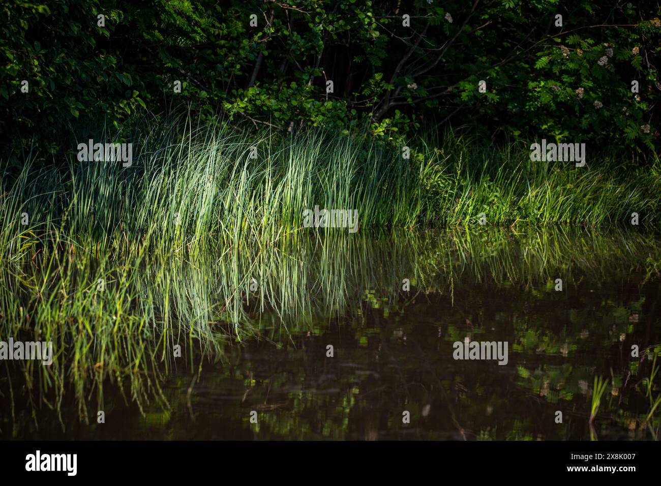 Water pond reeds in hi-res stock photography and images - Alamy