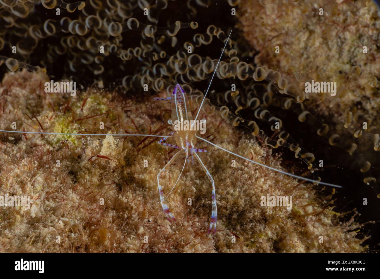 A pederson cleaner shrimp in a cleaning station on the reef waiting for ...