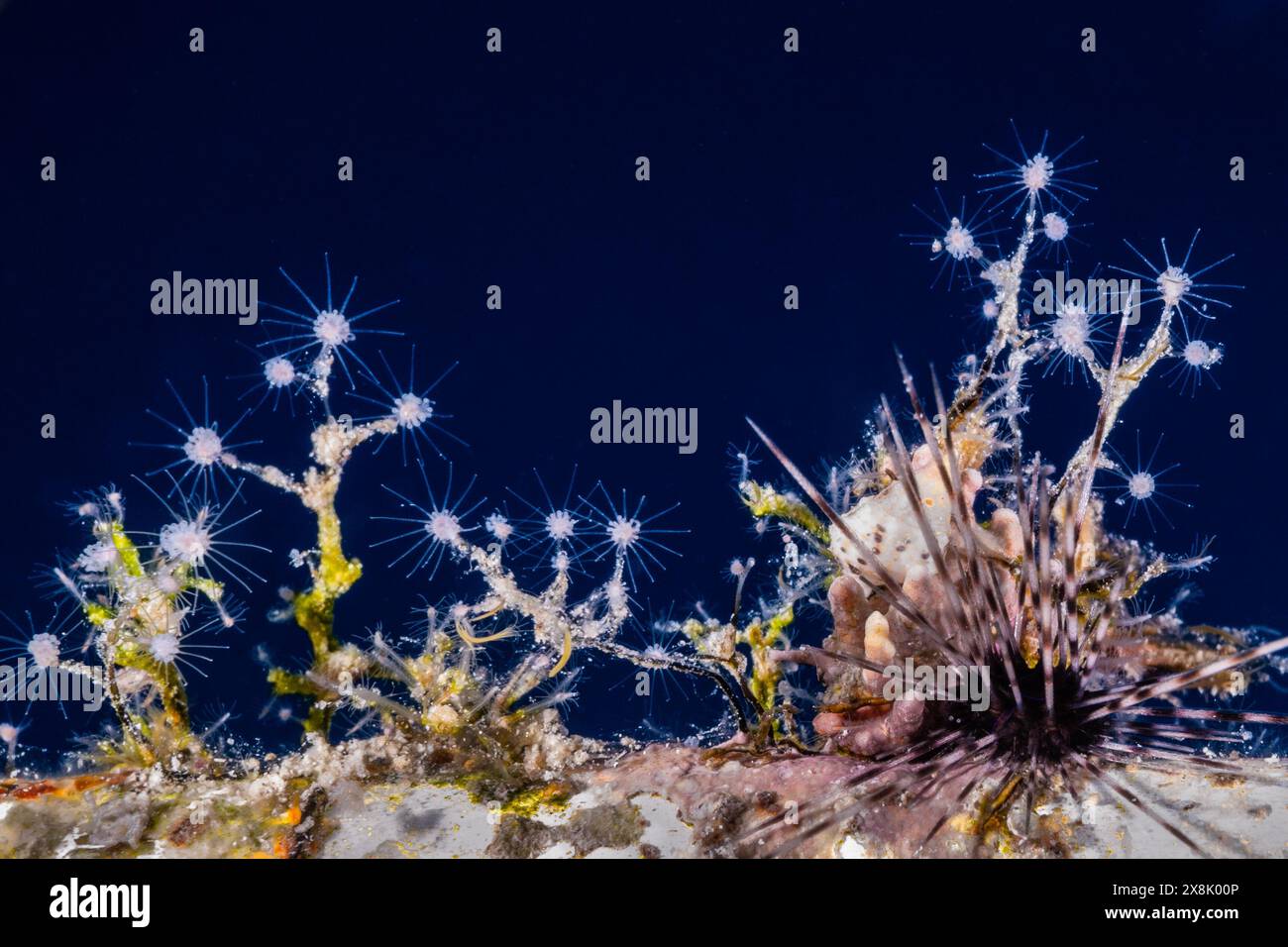 A collection of hydroids and an urchin underwater shot close up look ...