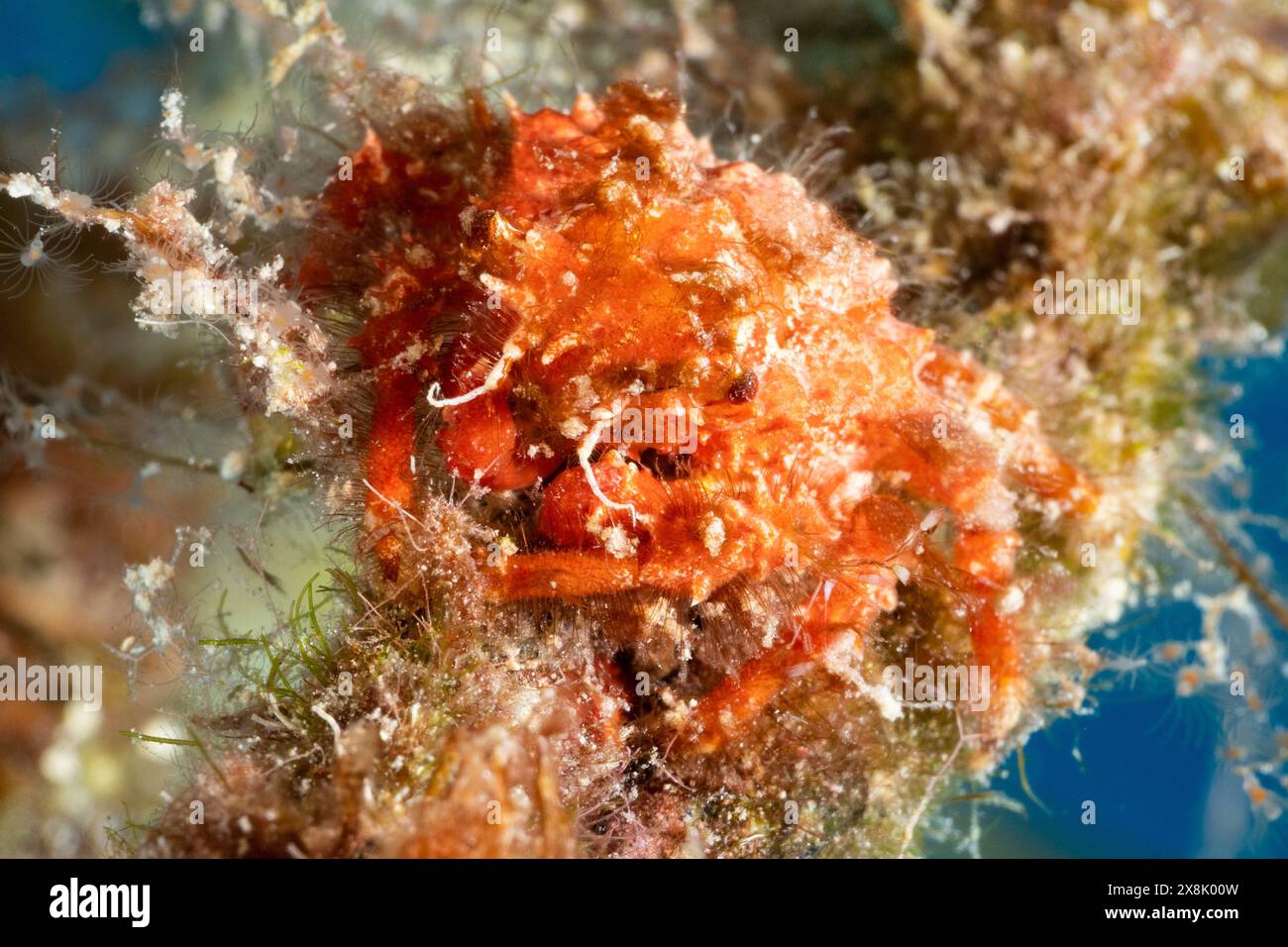 A decorator crab underwater at the bottom of the sea clinging to a stem ...
