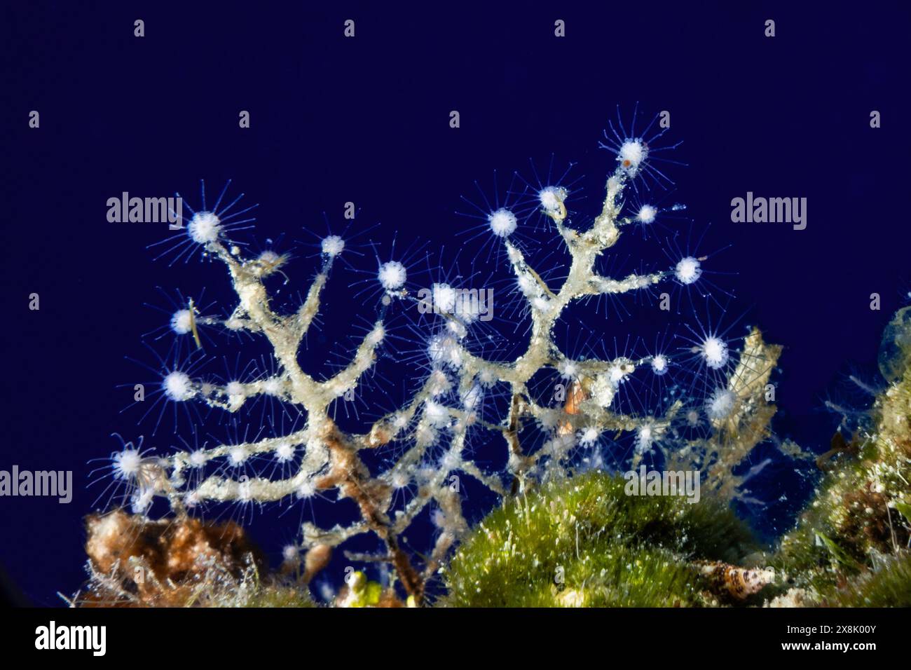 A collection of hydroids on a piece of coral have grown in such a way ...