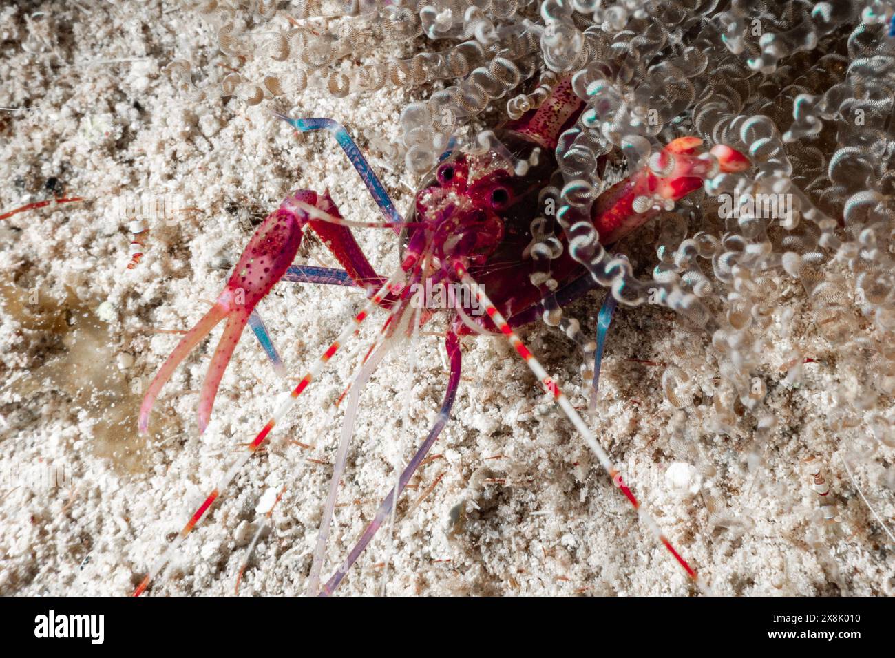 Snapping shrimp hi-res stock photography and images - Alamy