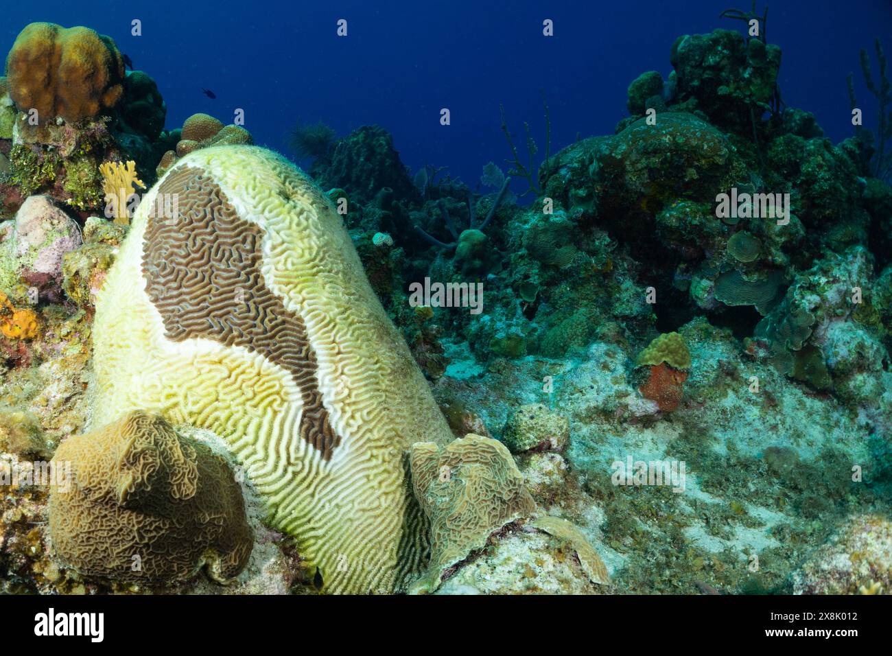 Brain coral affected by Stony Coral Tissue Loss Disease (SCTLD ...