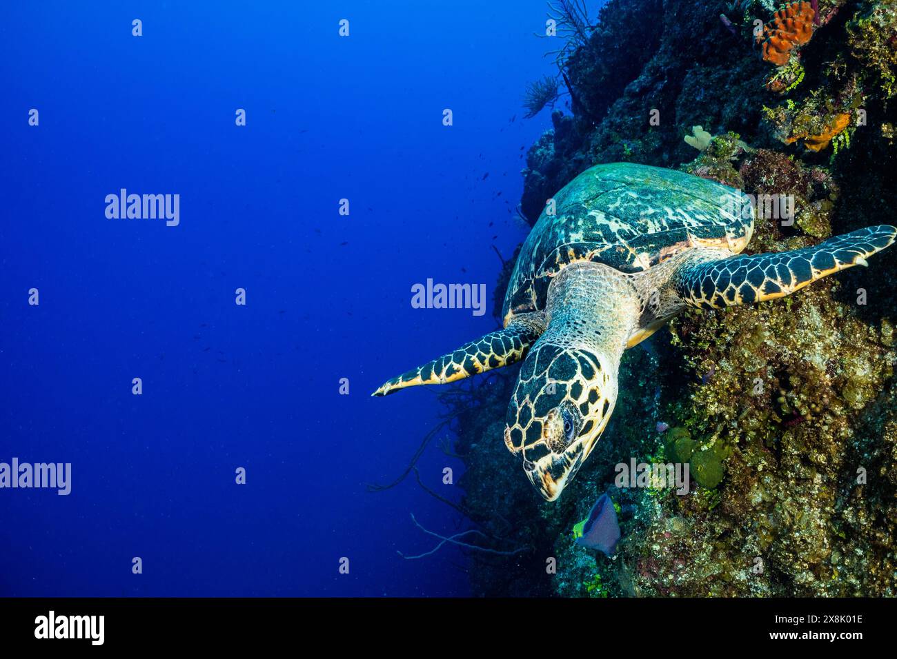 A hawksbill turtle shot against the wall in Little Cayman showing the ...