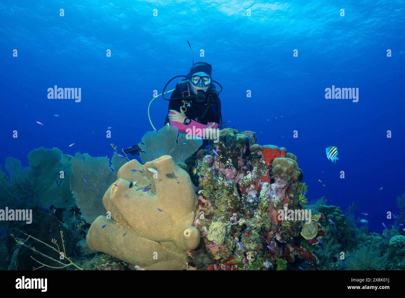 A young female diver overseas a collection of coral and sponge on the ...