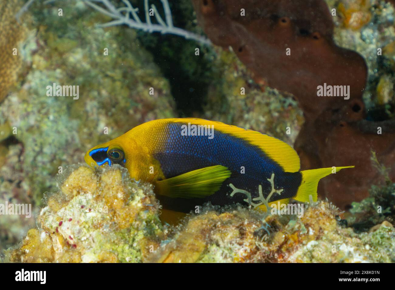 Golden hamlet fish hi-res stock photography and images - Alamy