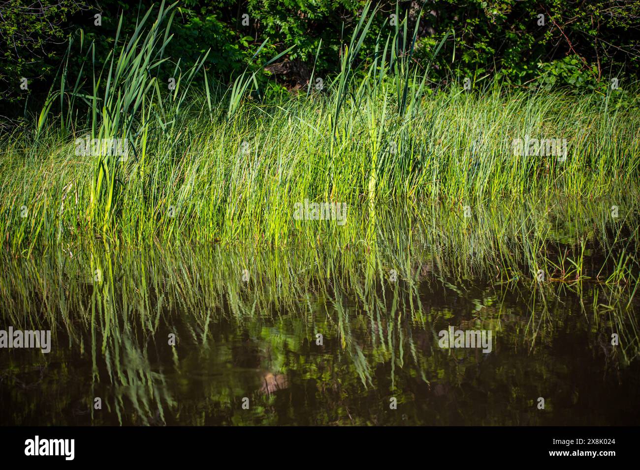 Biotope in the reeds hi-res stock photography and images - Alamy