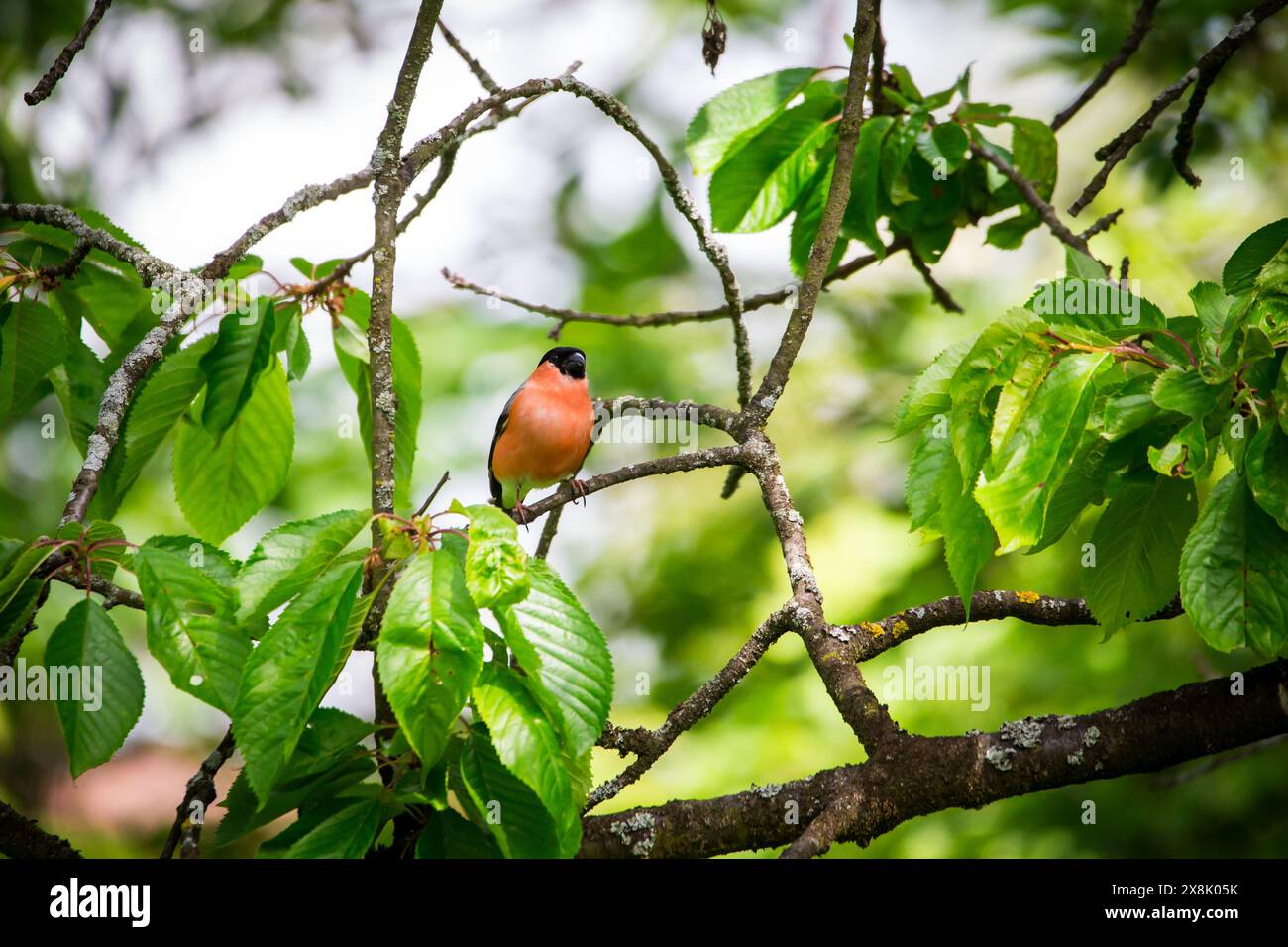 Male bullfinch (Pyrrhula pyrrhula Stock Photo - Alamy
