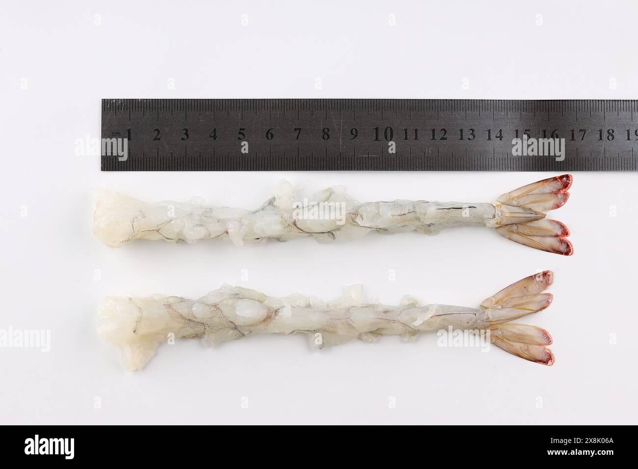 Seafood. Raw green royal prawns shrimp in a white plate with rosemary ...