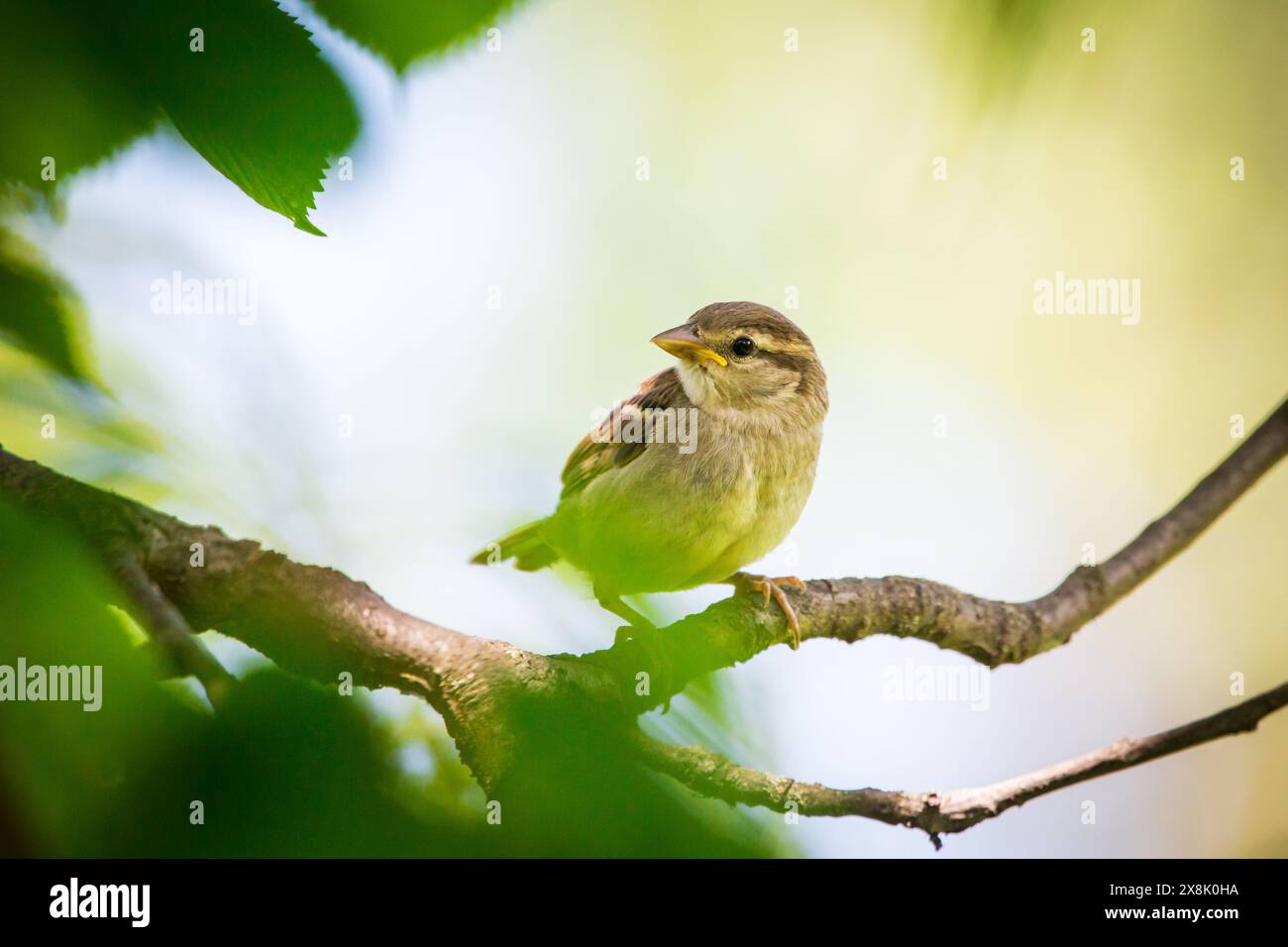 Female House Sparrow (Passer domesticus Stock Photo - Alamy