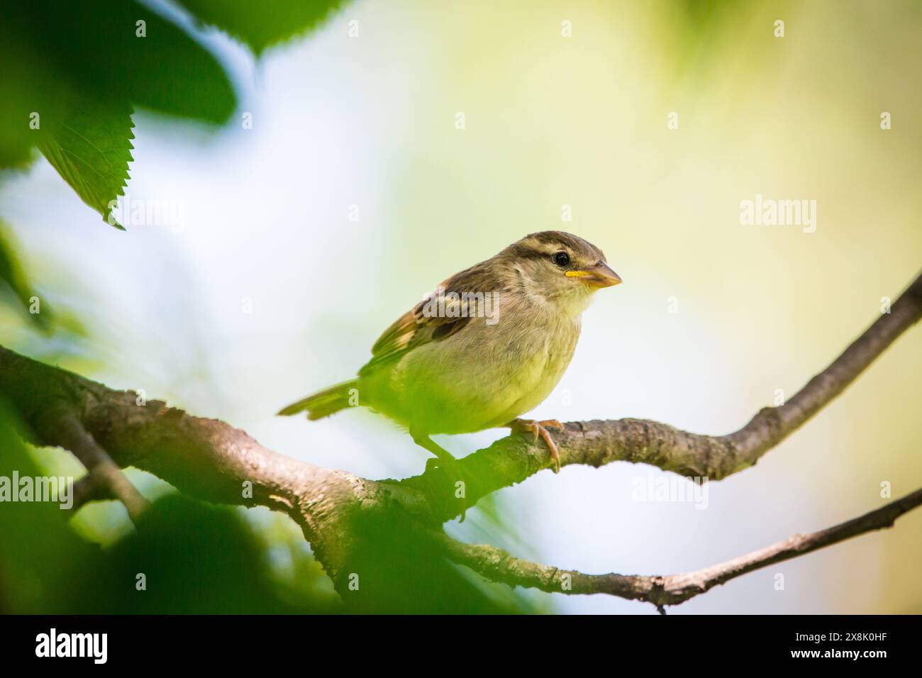 Female House Sparrow (Passer domesticus Stock Photo - Alamy