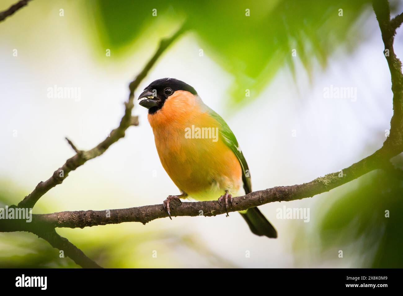 Male bullfinch (Pyrrhula pyrrhula Stock Photo - Alamy