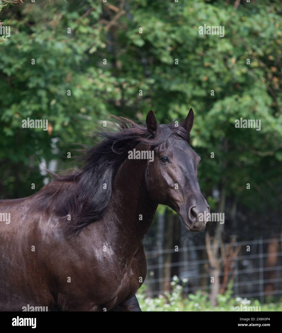 Portrait of Canadian horse purebred Canadian black with ears forward ...