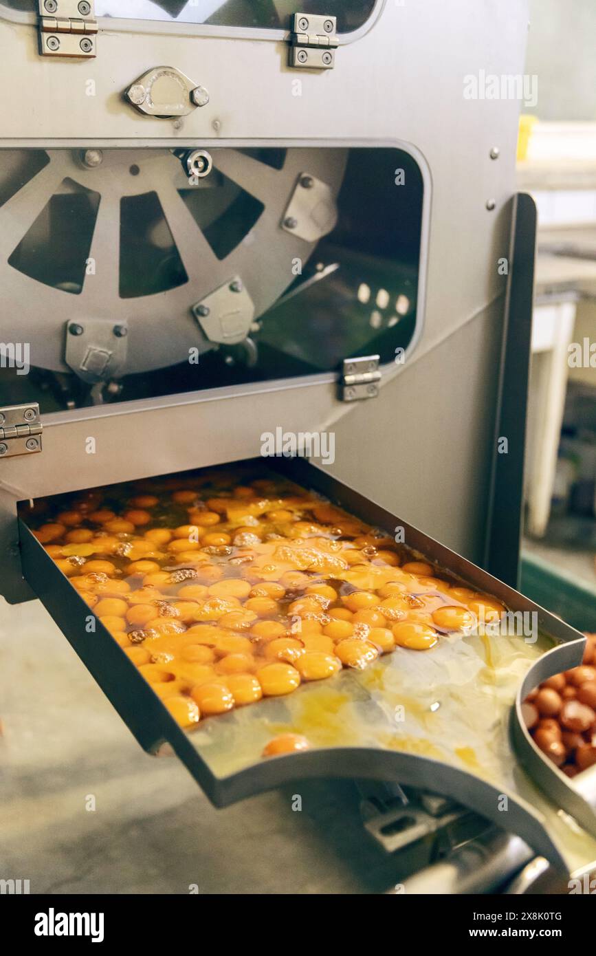 Industrial food processing machine with fresh eggs in pasta factory ...