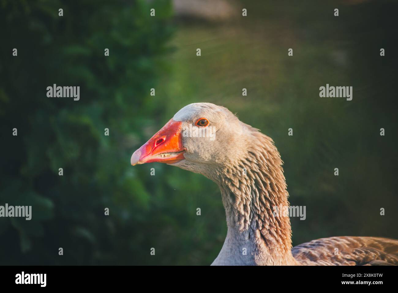 Österreichische Landgans (Austrian Land Goose, Austrian Country Goose ...