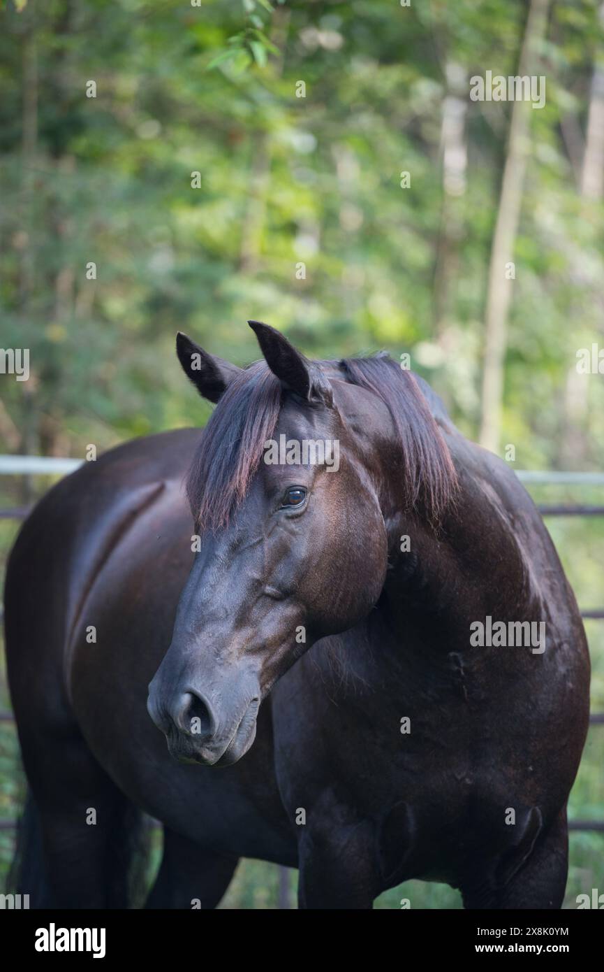 Portrait of Canadian horse purebred Canadian black with ears forward ...