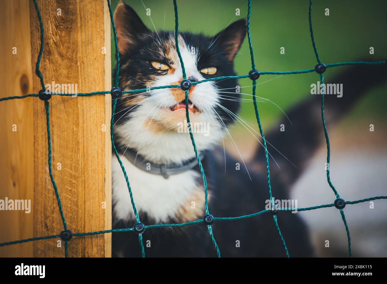 Tortoiseshell farm cat behind a fence Stock Photo - Alamy