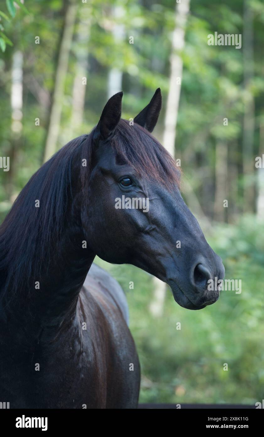 Portrait of Canadian horse purebred Canadian black with ears forward ...