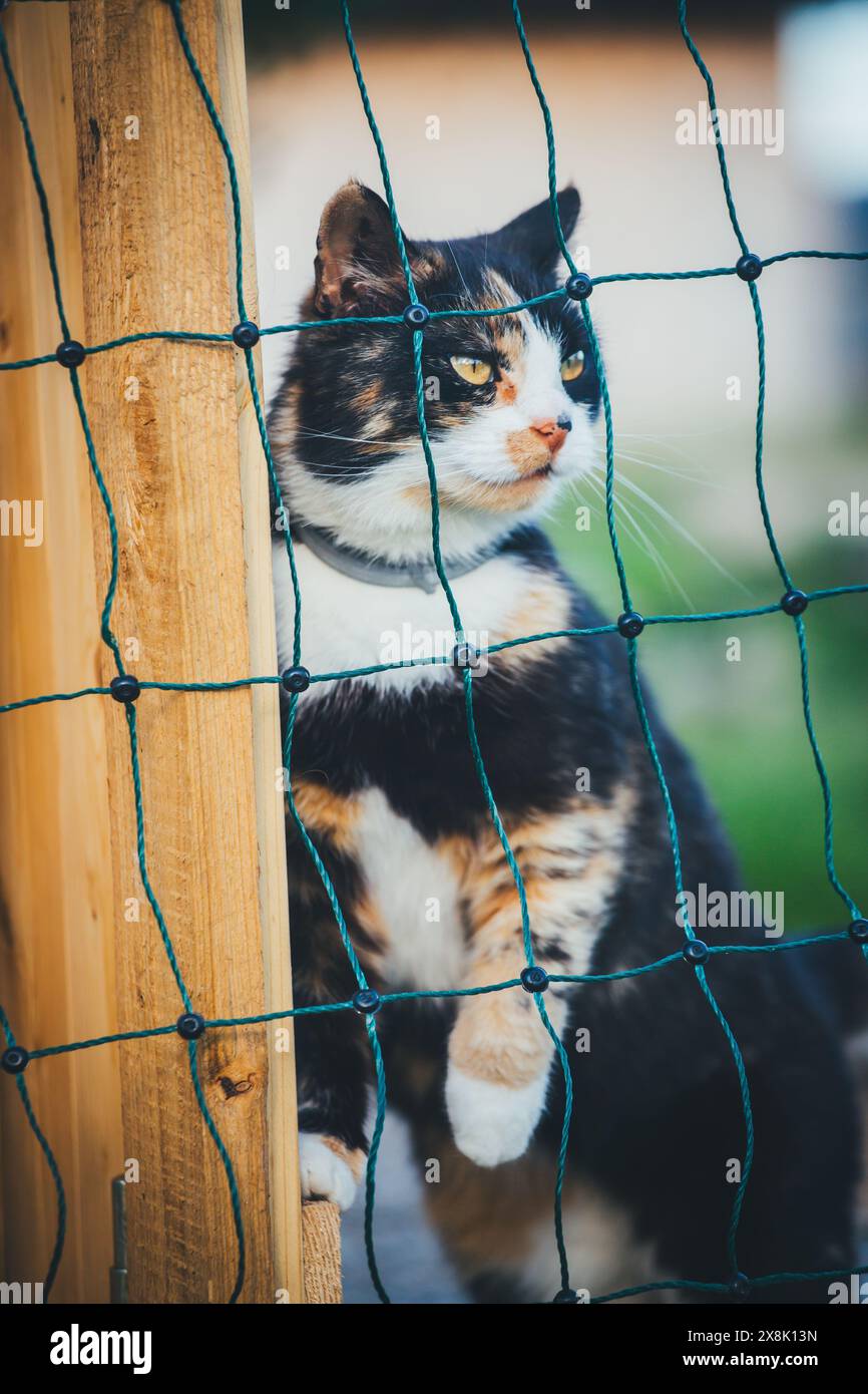 Tortoiseshell farm cat behind a fence Stock Photo - Alamy