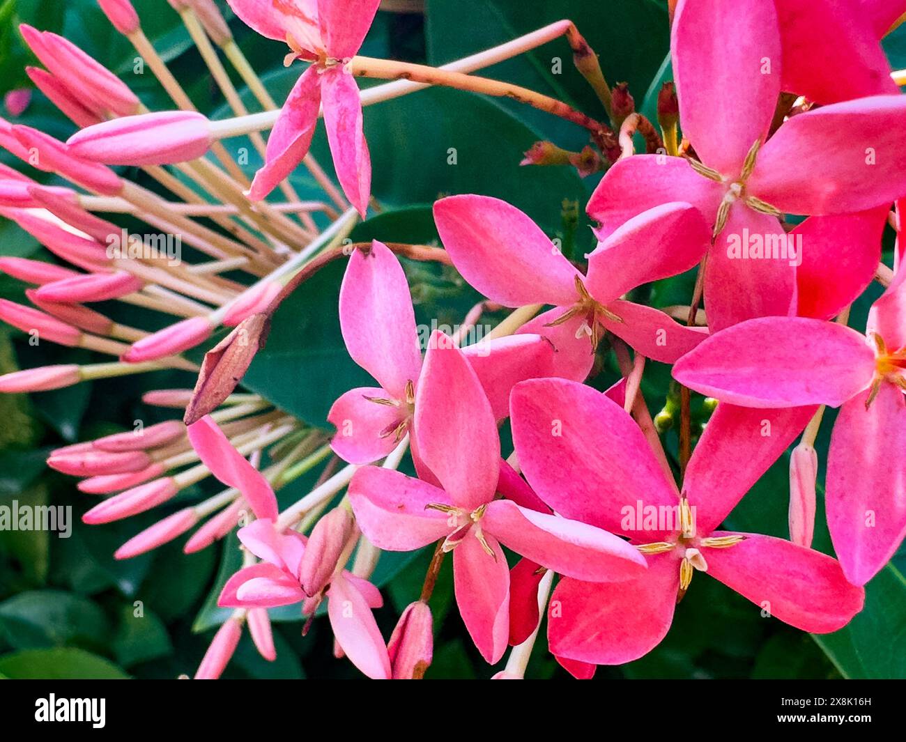 An ixora plant is a genus of flowering plants in the rubiaceae family ...
