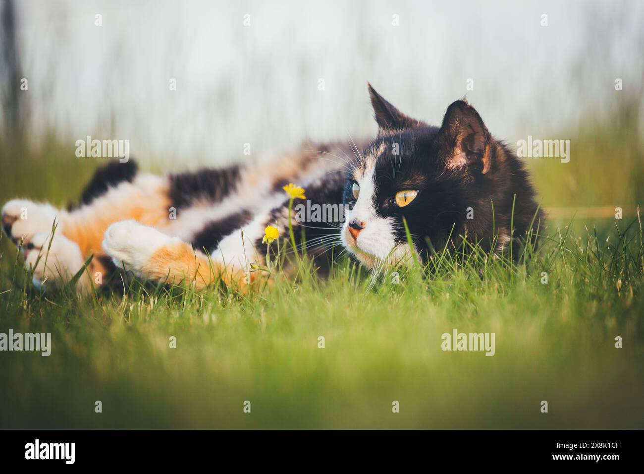 Red tortoiseshell cat hi-res stock photography and images - Alamy