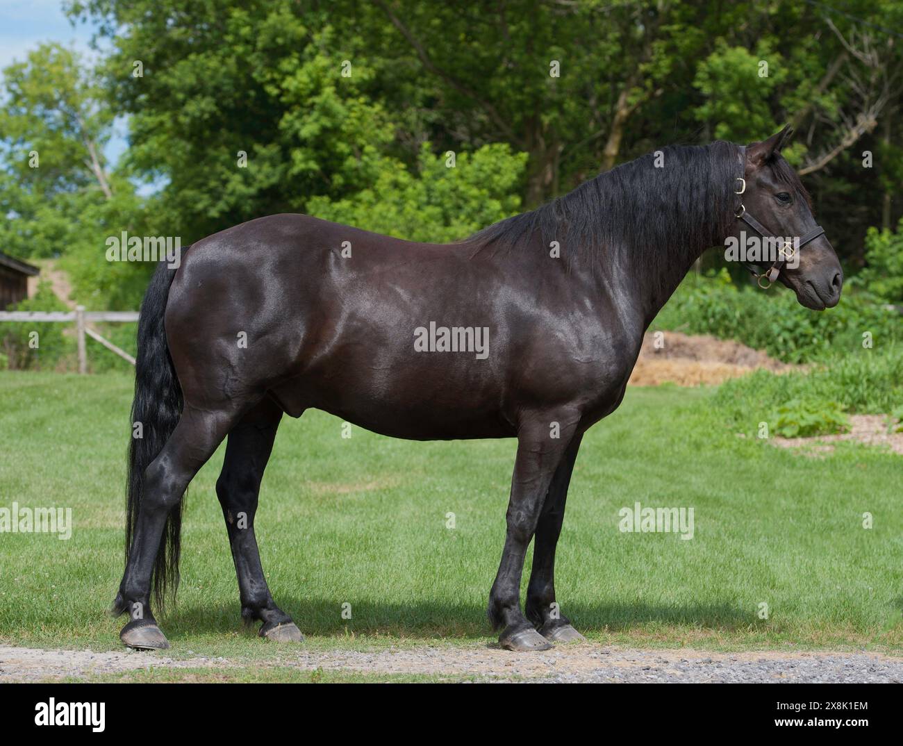 Conformation full body shot of Canadian horse purebred Canadian horse ...