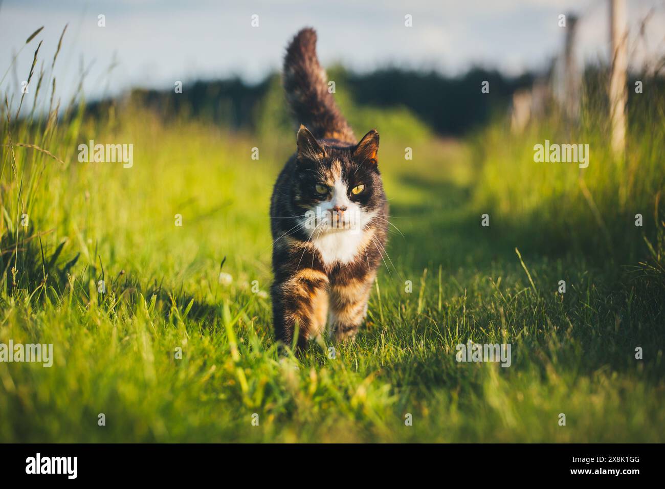 Red tortoiseshell cat hi-res stock photography and images - Alamy