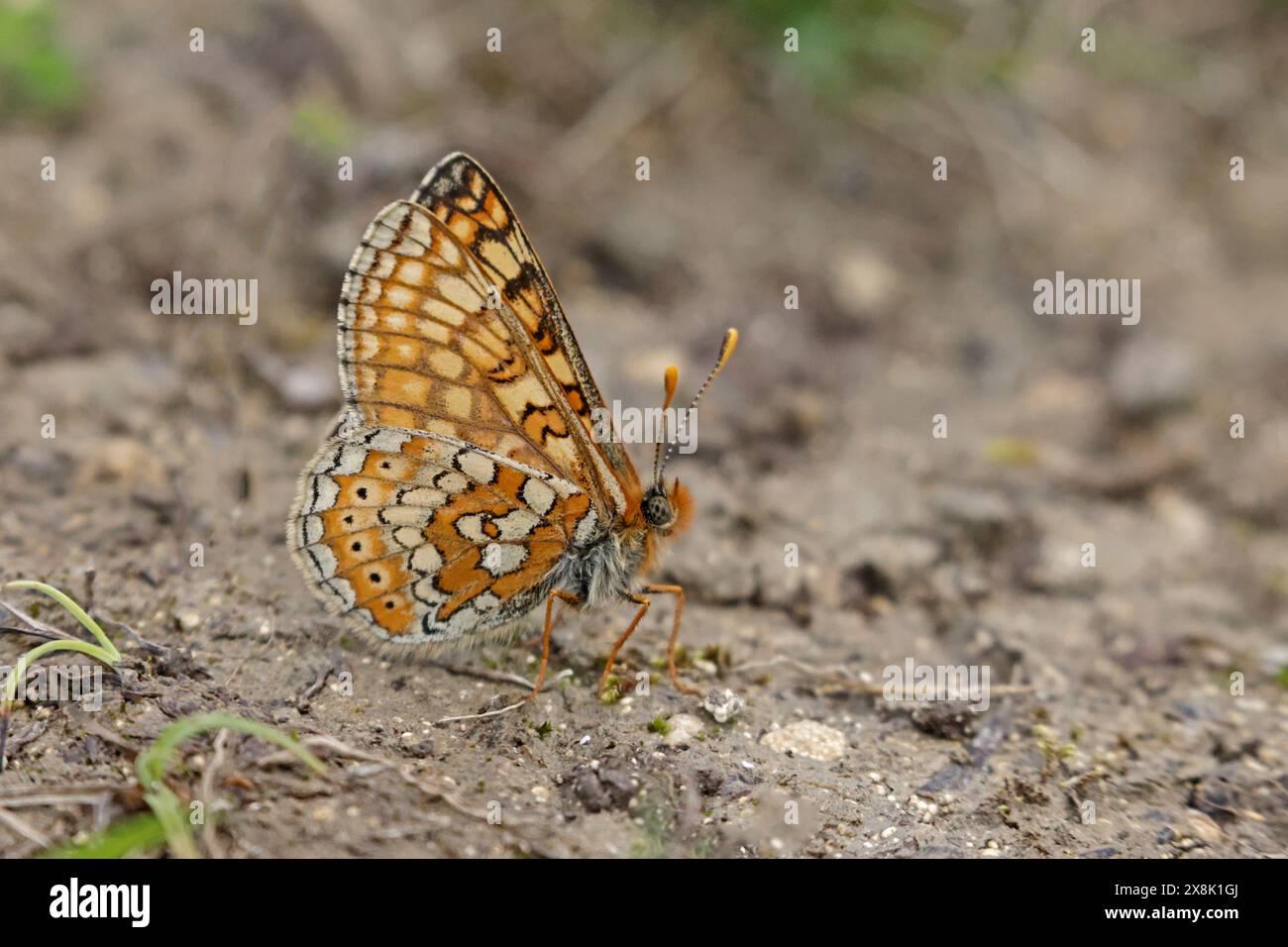 Marsh Fritillary Butterfly showing the underwings in the Cotswolds ...