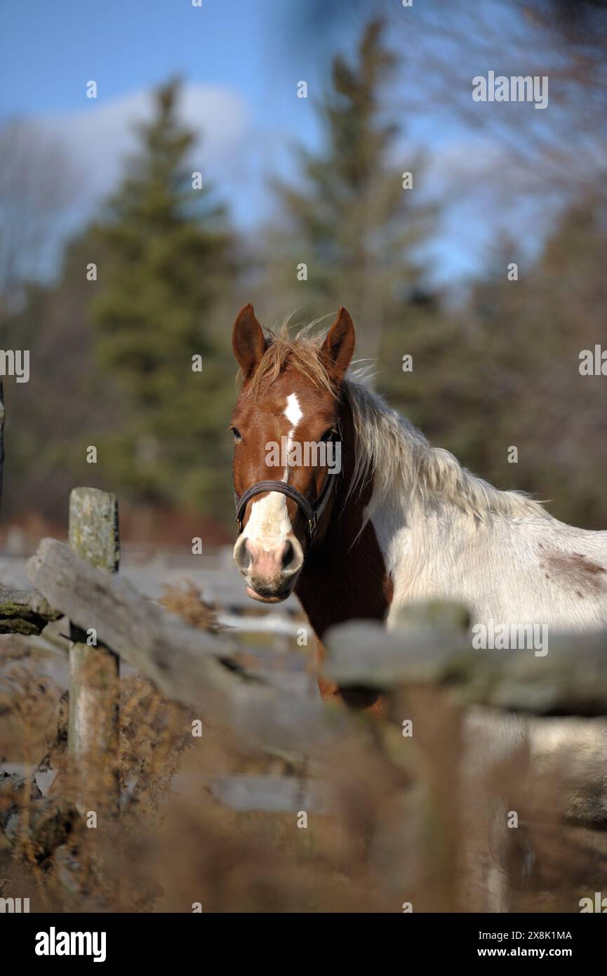 White and borwn horse hi-res stock photography and images - Alamy