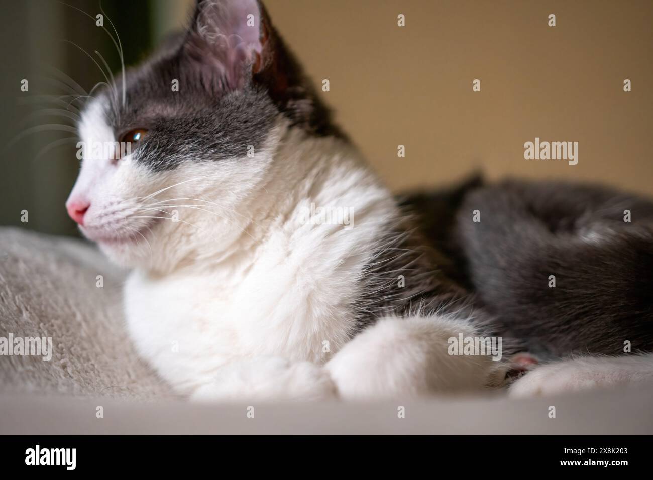cat with a pink nose and yellow eyes is laying on a bed. The cat ...