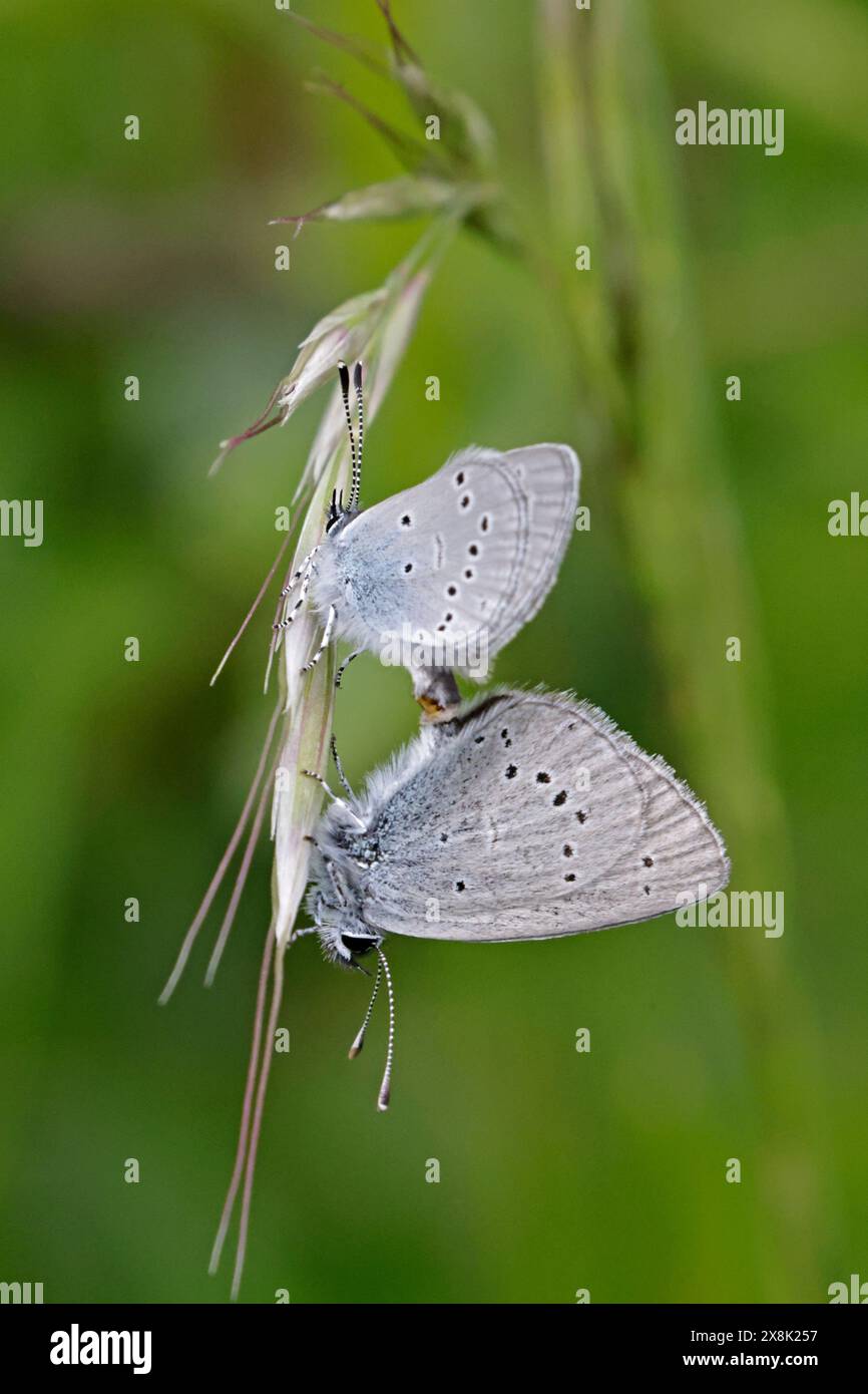 Small Blue Butterflies mating in the Cotswolds Gloucestershire UK Stock ...