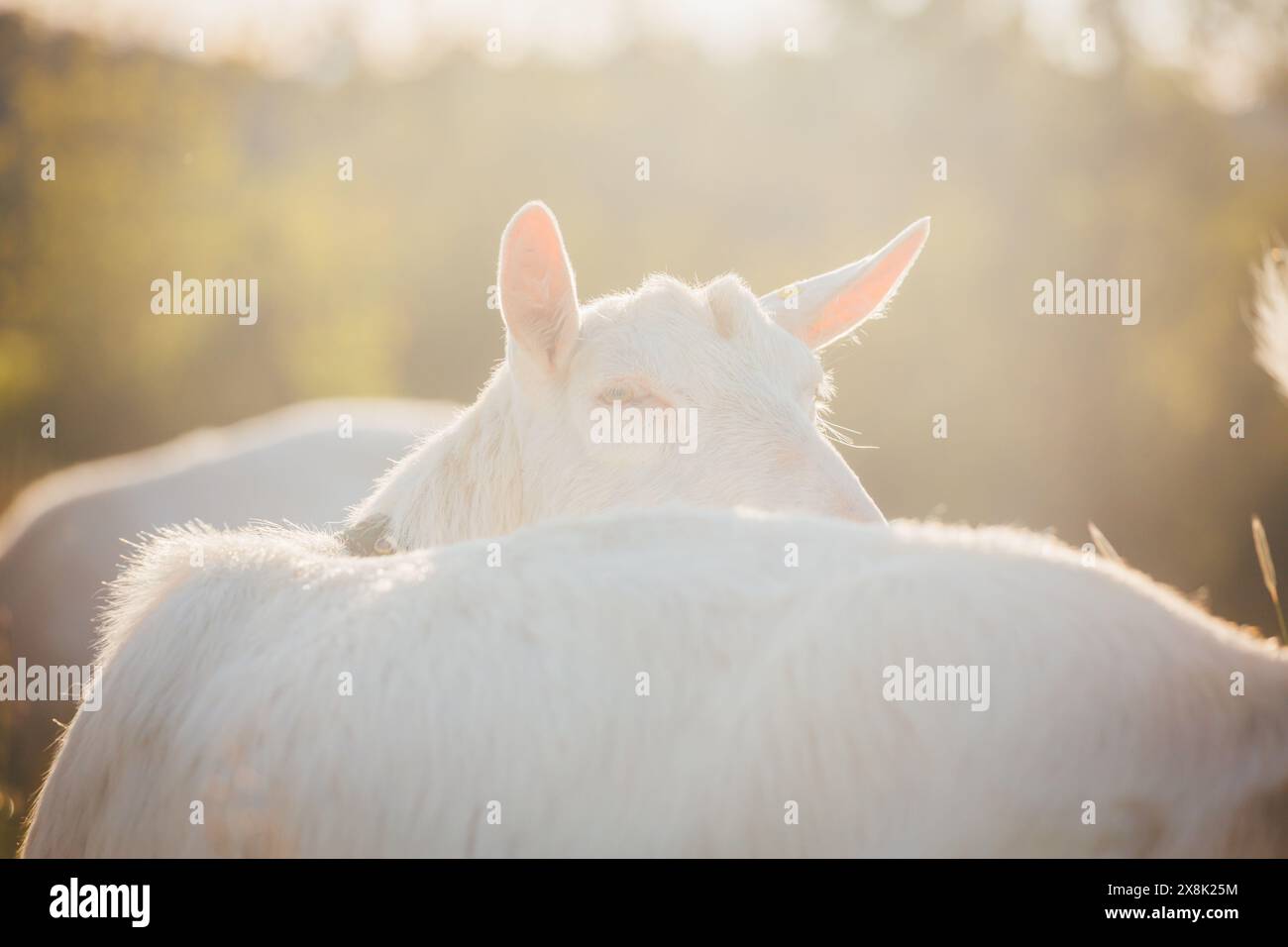 Female Saanen goat at sunset Stock Photo - Alamy