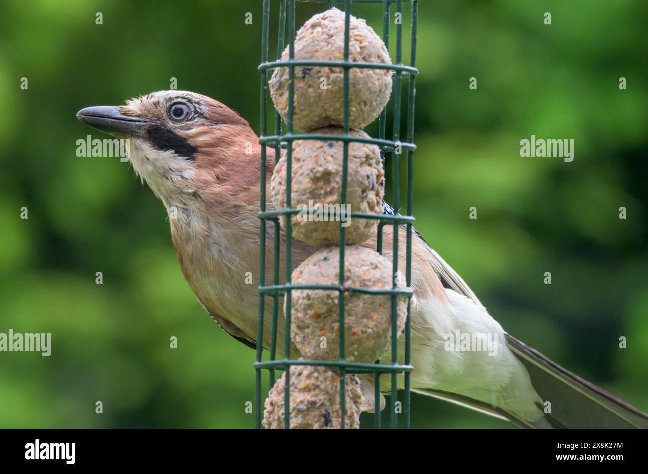 Jay (Garrulus glandarius) eating fat balls from a garden bird feeder ...