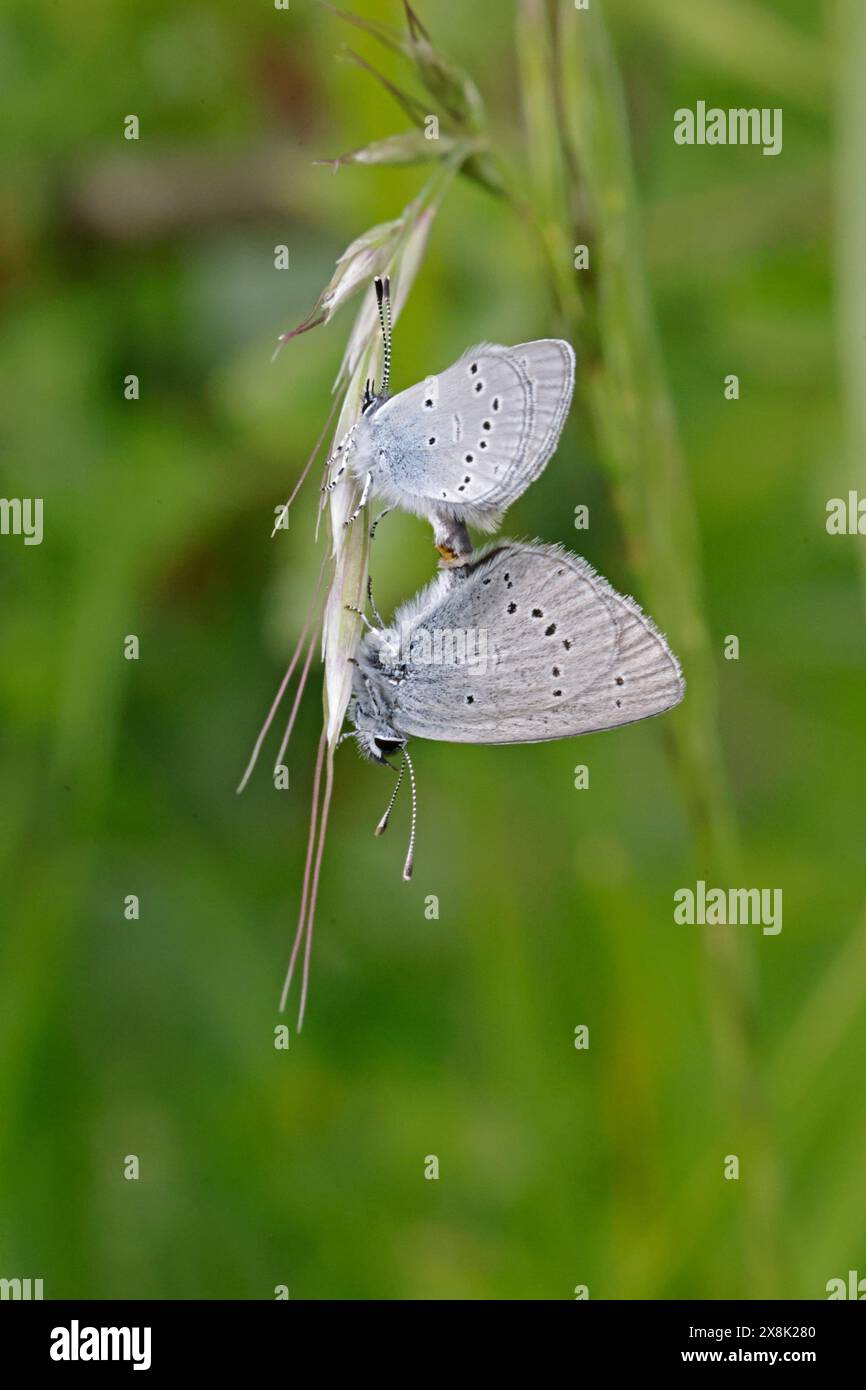 Small Blue Butterflies mating in the Cotswolds Gloucestershire UK Stock ...