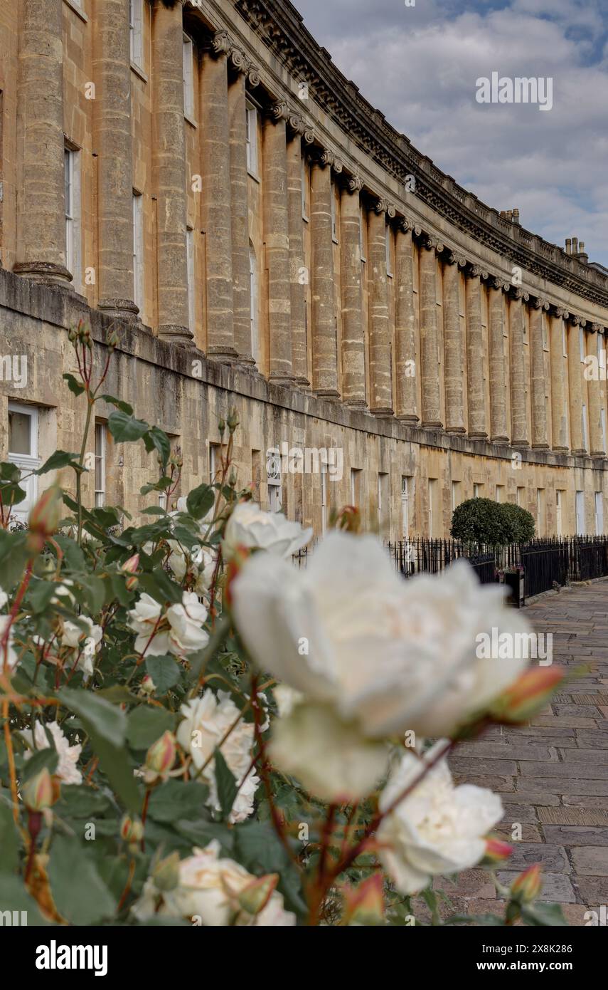 Wisteria season at the Royal Crescent in Bath Stock Photo - Alamy
