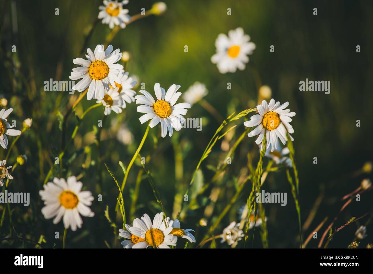 White matricaria flowers on hi-res stock photography and images - Alamy