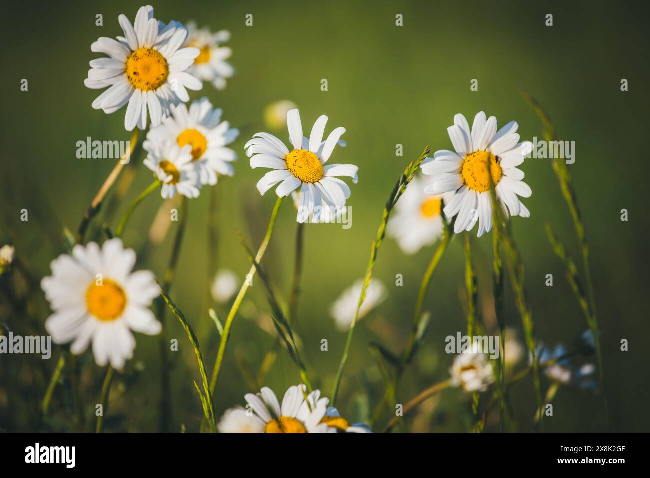 White matricaria flowers on hi-res stock photography and images - Alamy