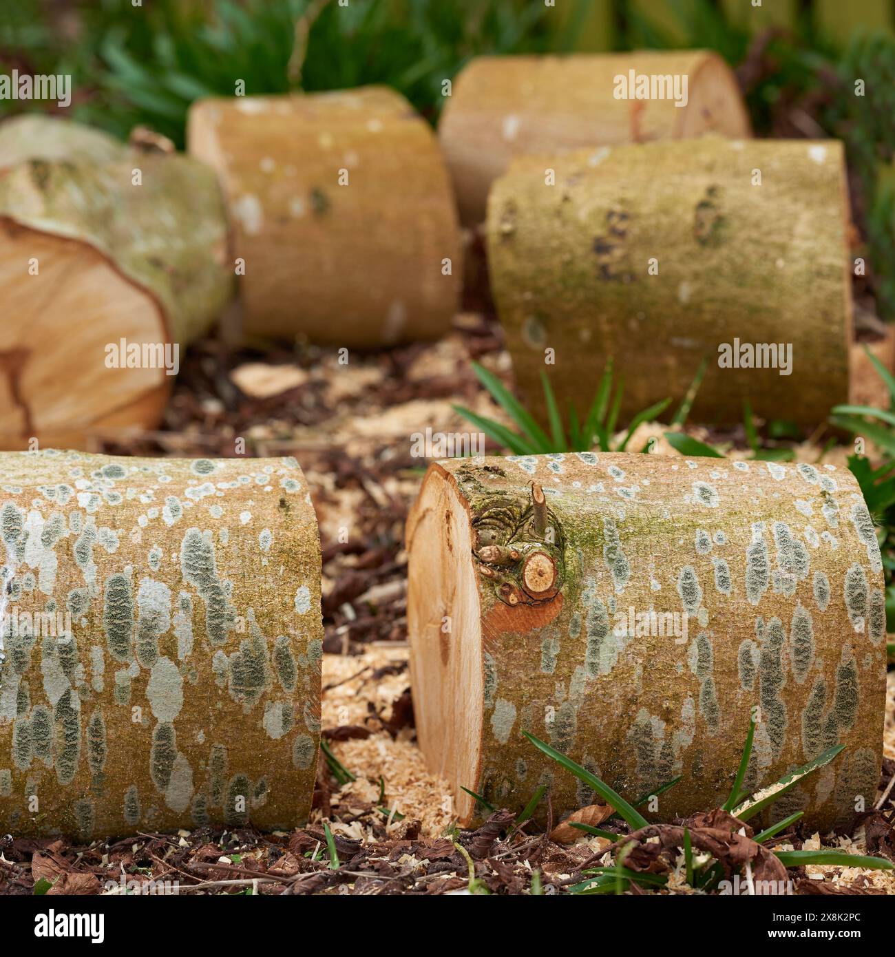 Wood, tree trunk and timber on ground, circle and outdoor for fuel ...