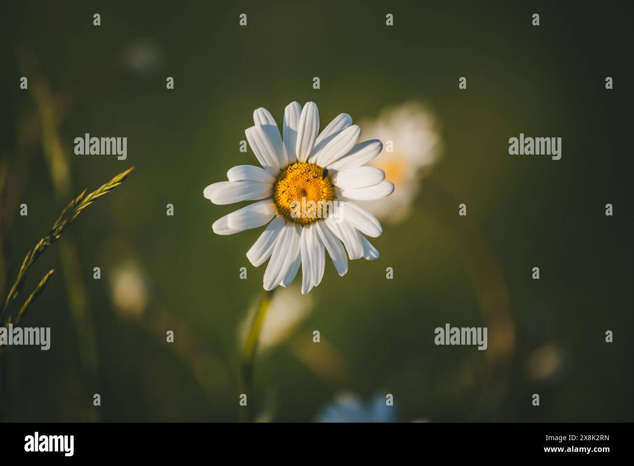 White matricaria flowers on hi-res stock photography and images - Alamy