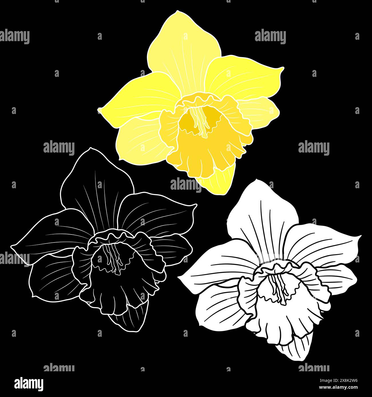 Spring daffodil or narcissus flower outline, silhouette, color and ...