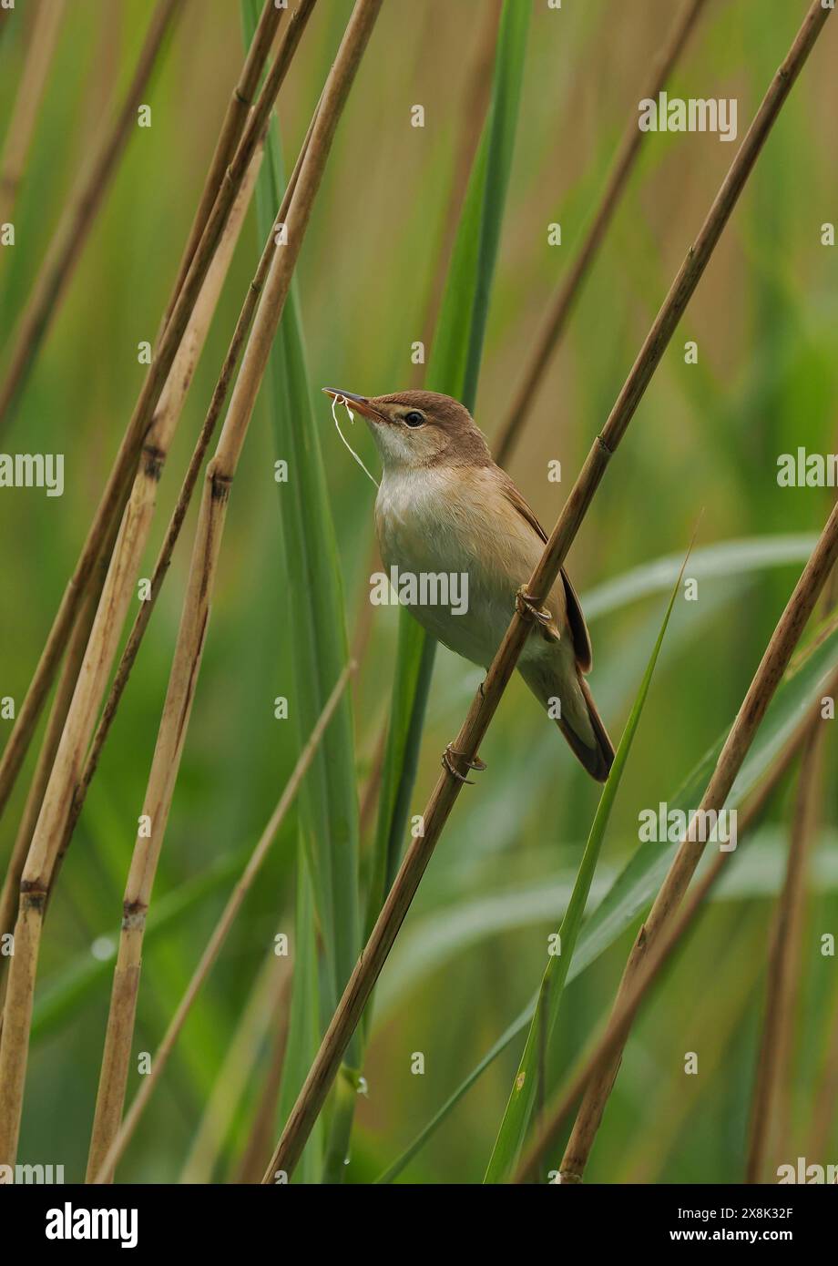 The local reed warblers are still collecting nest material, but some ...