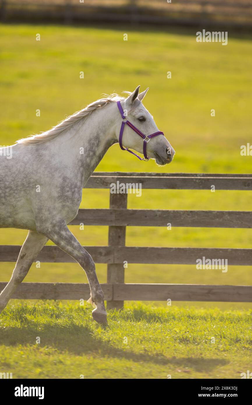 grey or white arabian horse in action trotting wooden fence in ...